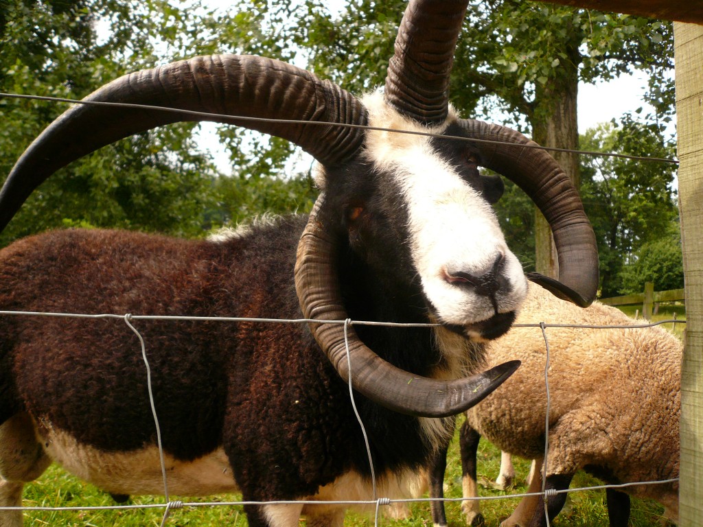 mouton jacob - Musee Filature